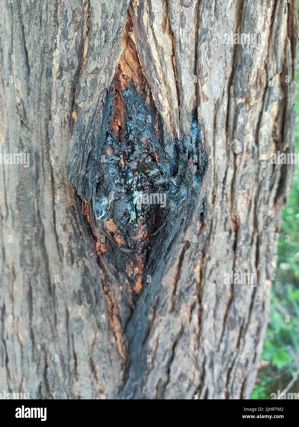 A Neem gum is a natural extracted from Neem tree by induced or natural ...