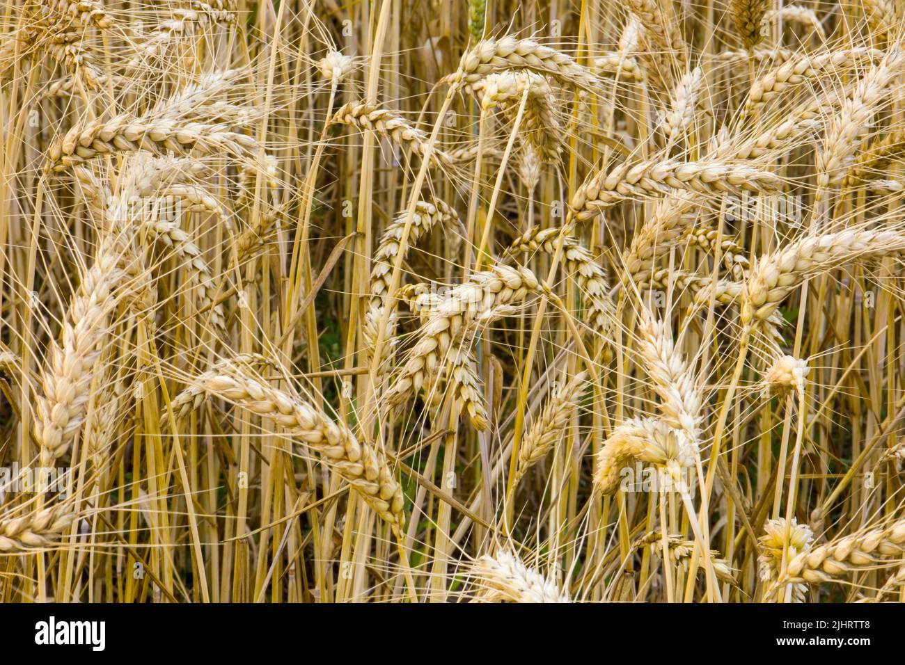 Weather wheatfield yellow hi-res stock photography and images - Alamy