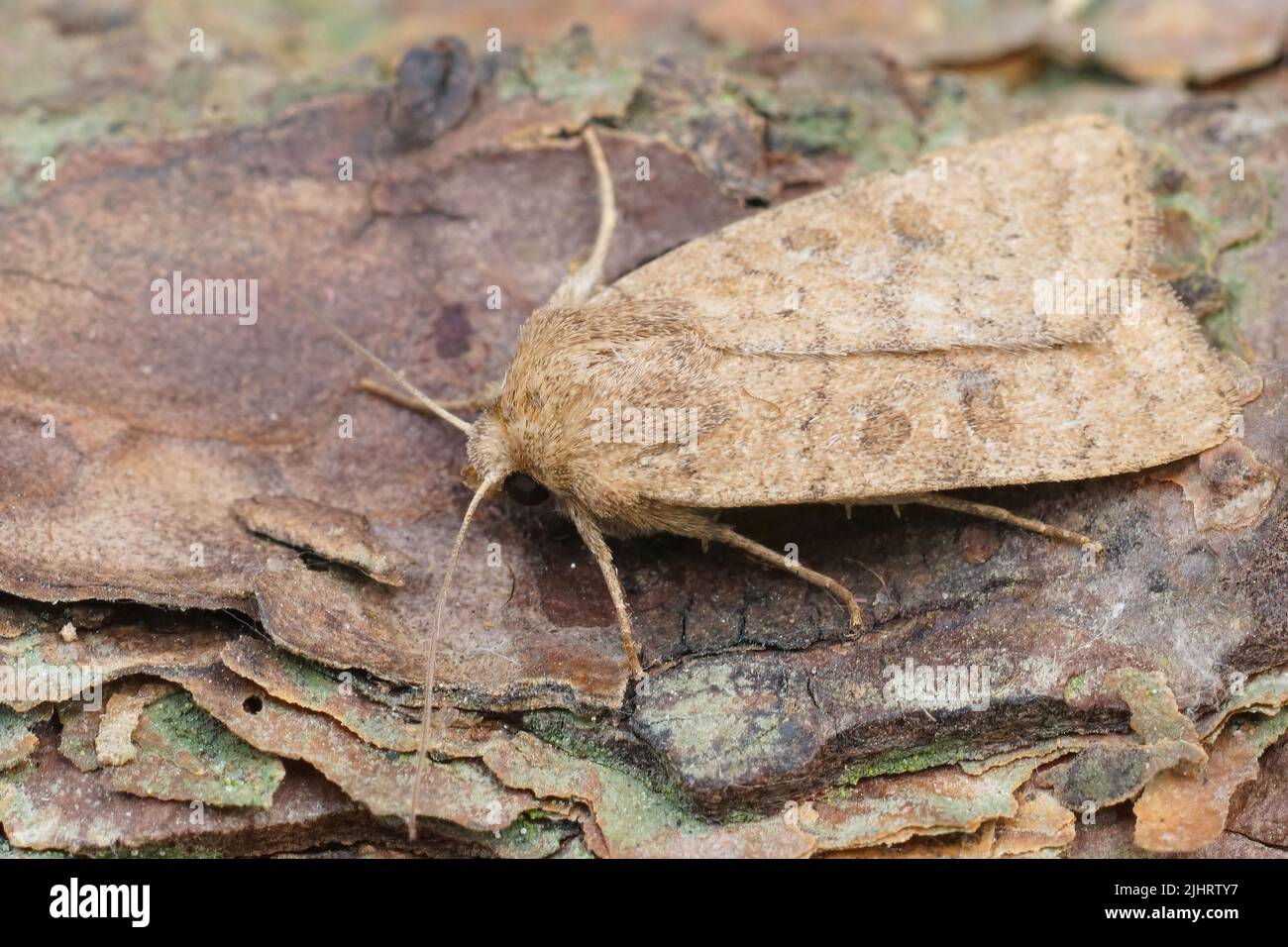 Closeup on an Uncertain owlet moth, Hoplodrina octogenaria sitting on ...