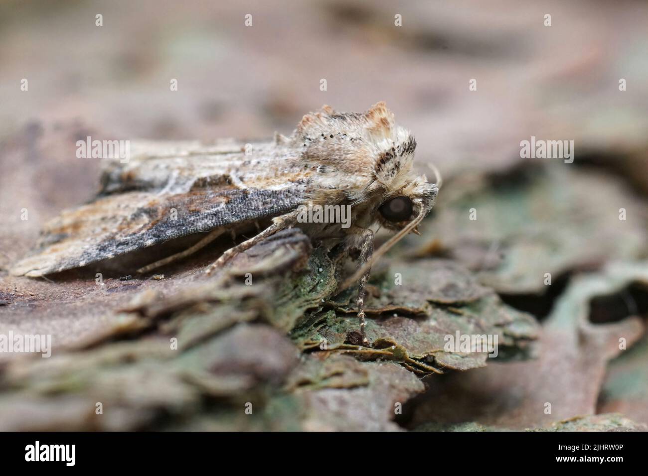 Closeup on the double lobed moth, Apamea ophiogramma in the garden ...