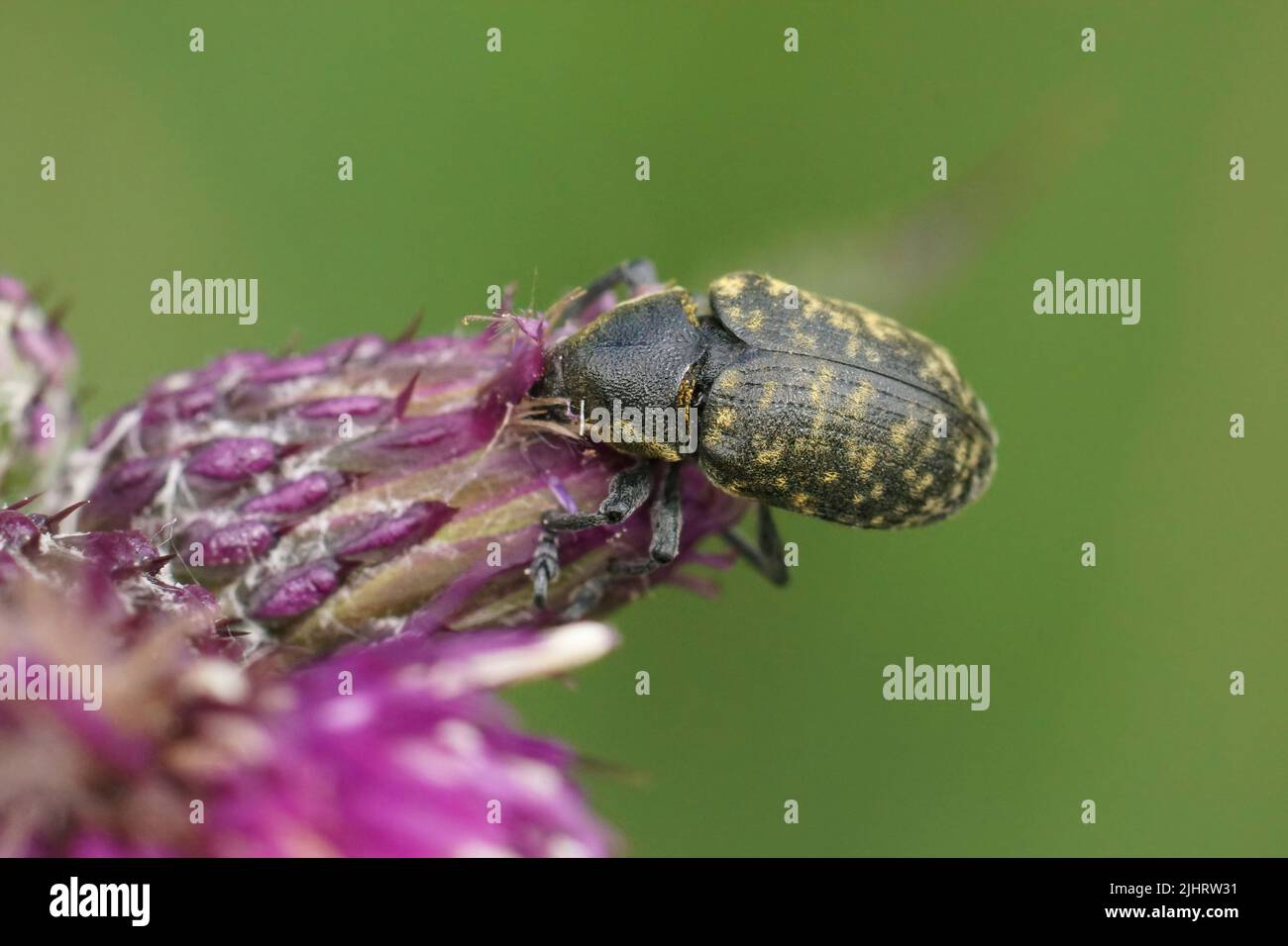 Closeup on a Larinus turbinatus weevil beetle against a green ...