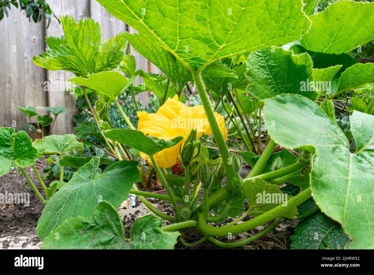 Blooming pumpkin flowers hi-res stock photography and images - Alamy