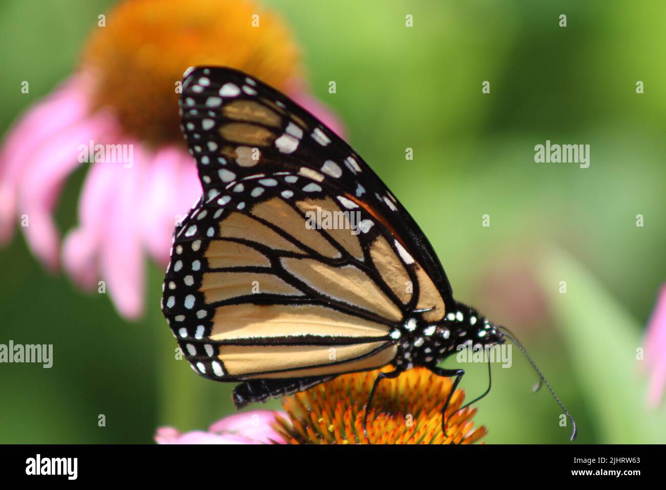 Monarch butterfly closeup hi-res stock photography and images - Alamy
