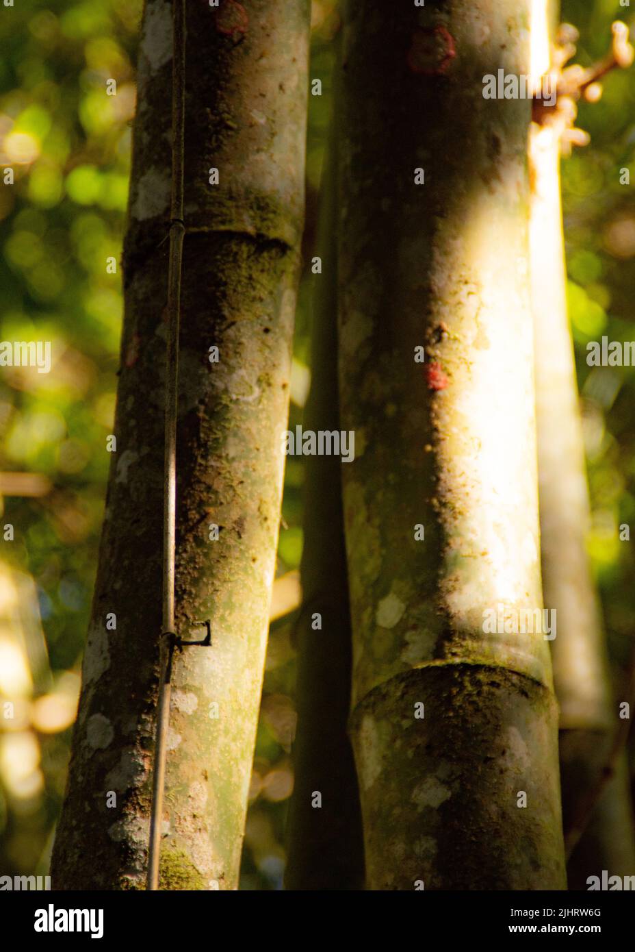 Bamboo hollow stems hi-res stock photography and images - Alamy