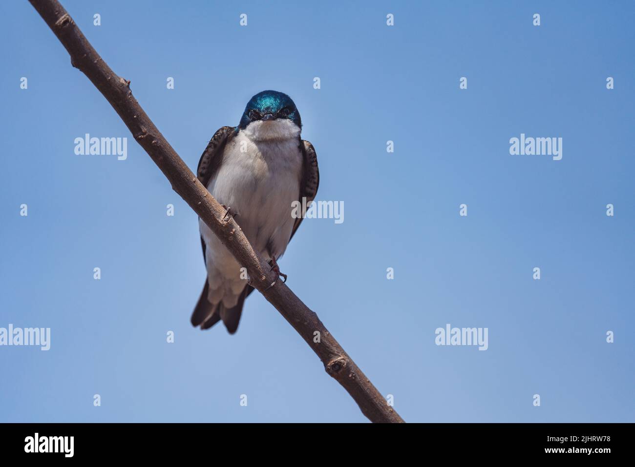 A closeup of a Common house martin sitting on a tree branch Stock Photo ...