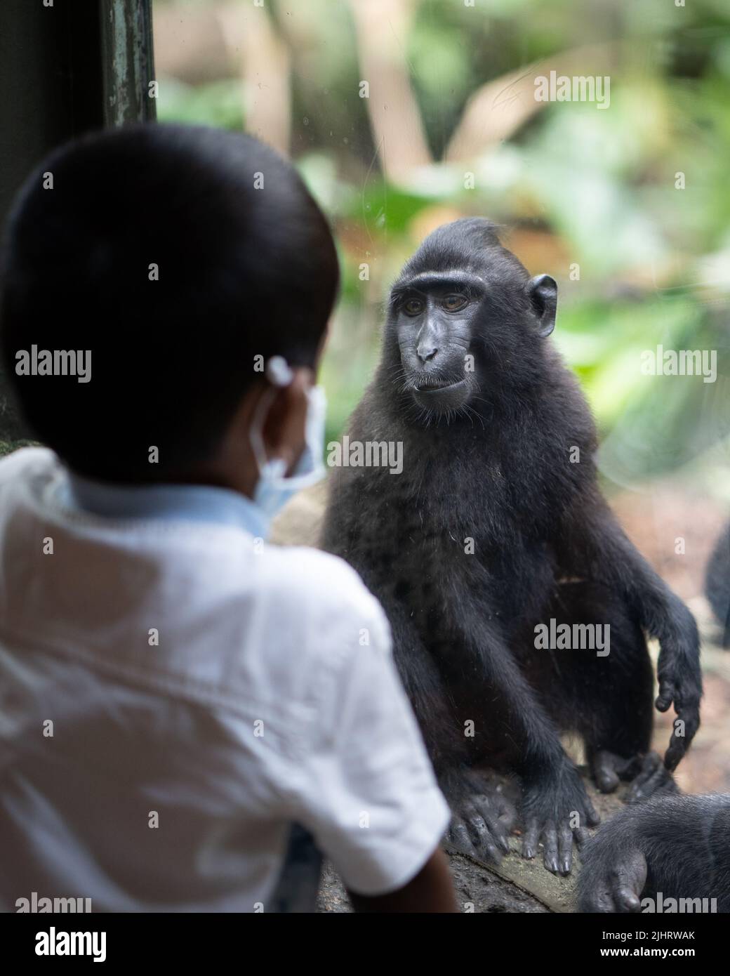A vertical shot of a gaze between a human child and a monkey at ...