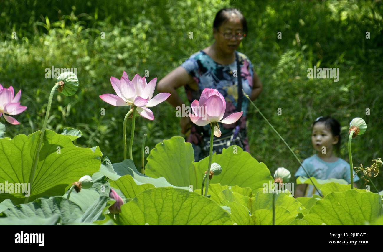 Beijing, China. 20th July, 2022. People look at lotus flowers at ...