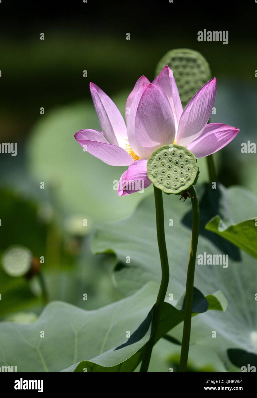 Beijing, China. 20th July, 2022. Photo taken on July 20, 2022 shows a ...