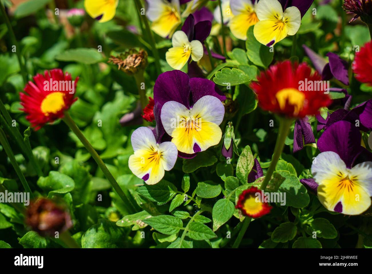 The pansies and small red daisies in the garden Stock Photo - Alamy