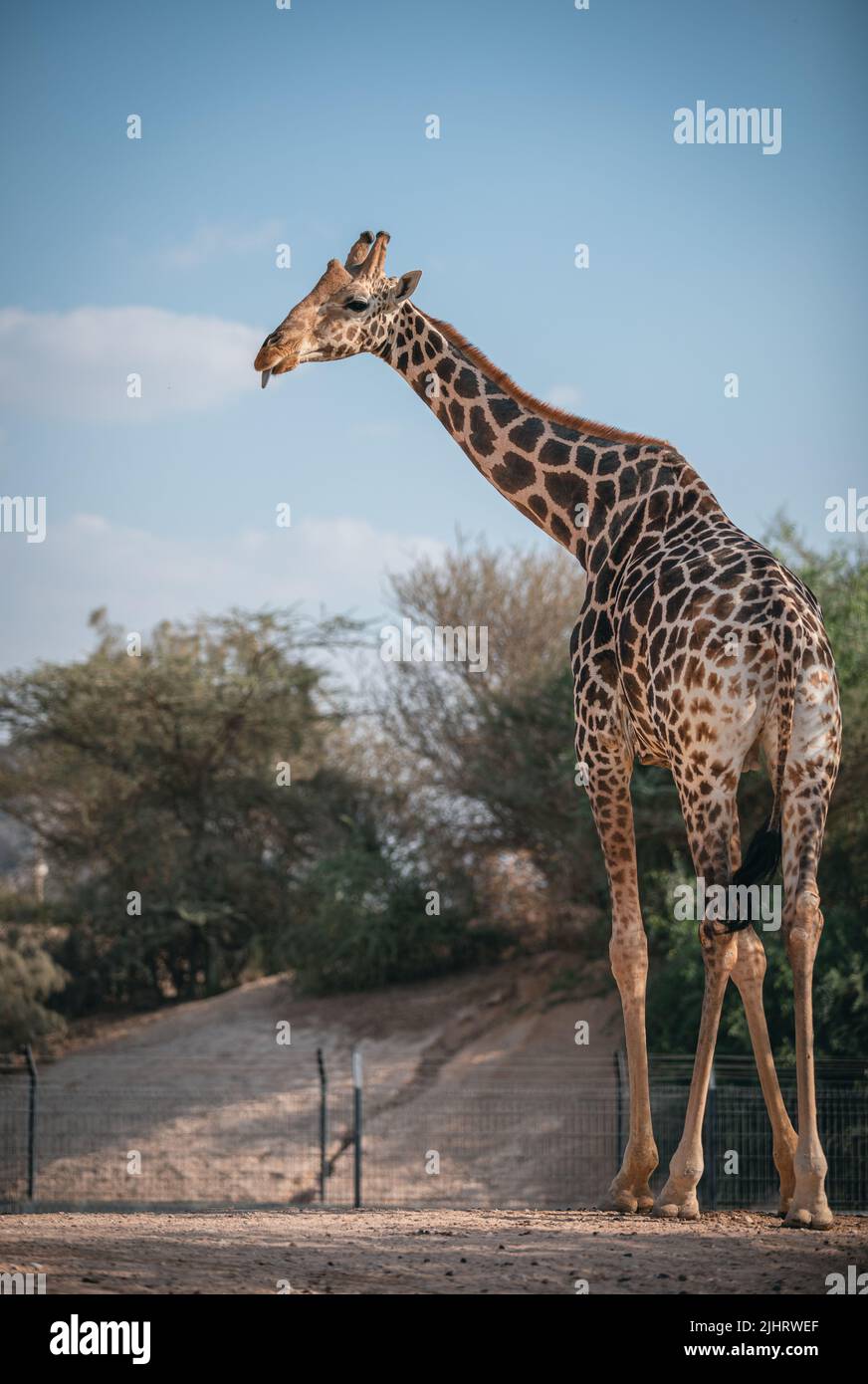A vertical shot of a Giraffe looking back at Al Ain Zoo, Abu Dhabi ...