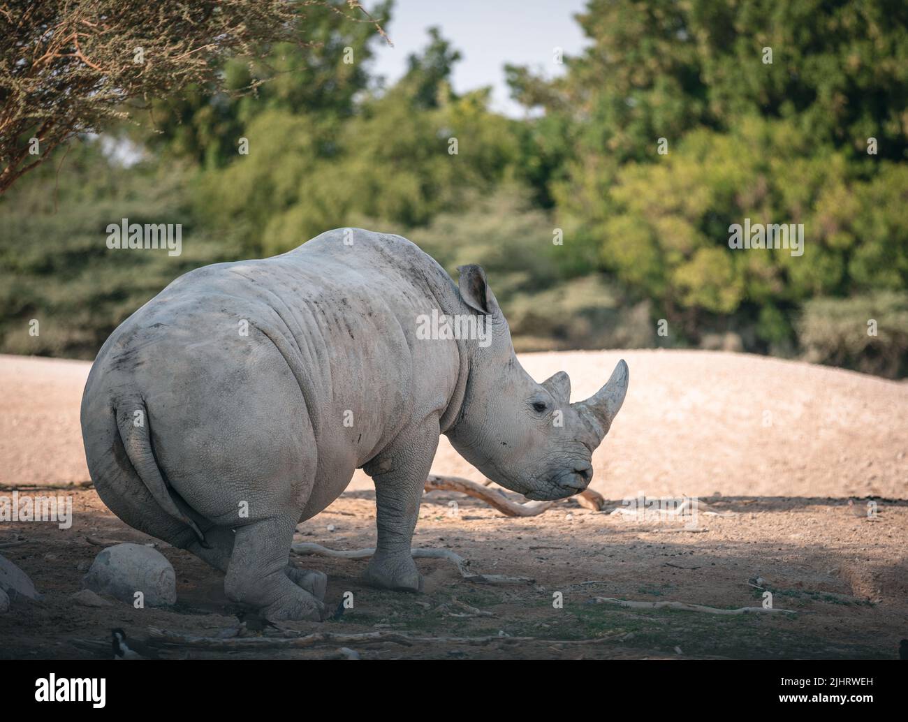 A Rhino scratching bum at Al Ain Zoo, Abu Dhabi with blur trees Stock ...