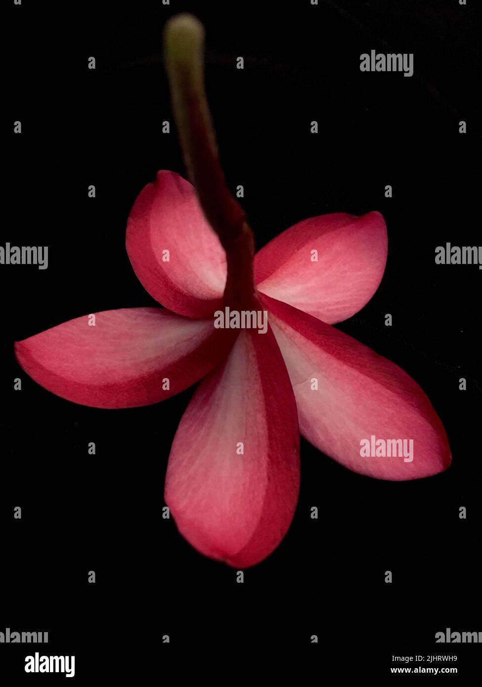 Red plumeria plumeria rubra hi-res stock photography and images - Alamy