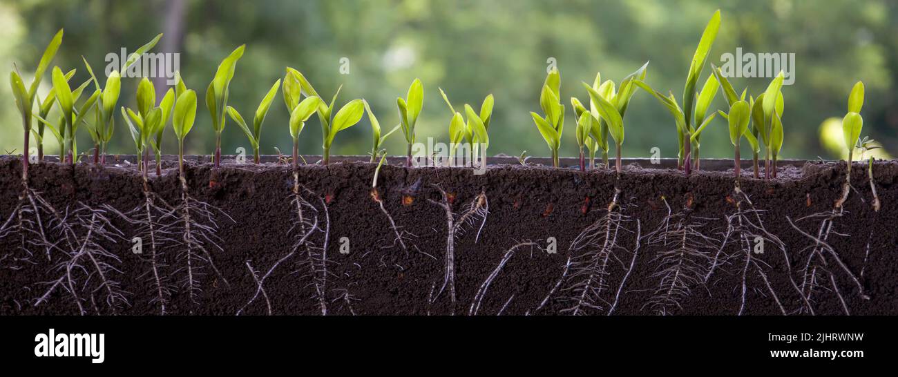 Fresh green corn plants with roots Stock Photo - Alamy