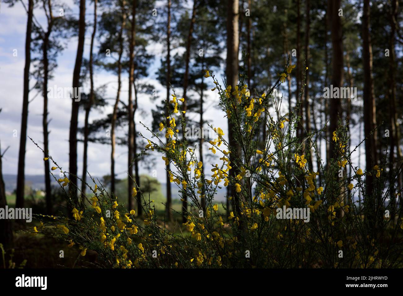 A low-angle view of a beautiful forest on a sunny day Stock Photo - Alamy