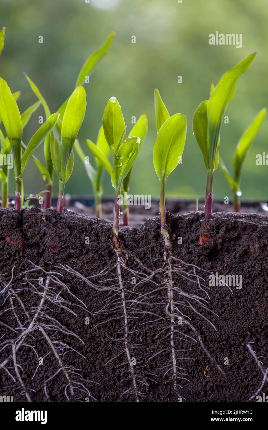 Fresh green corn plants with roots Stock Photo - Alamy