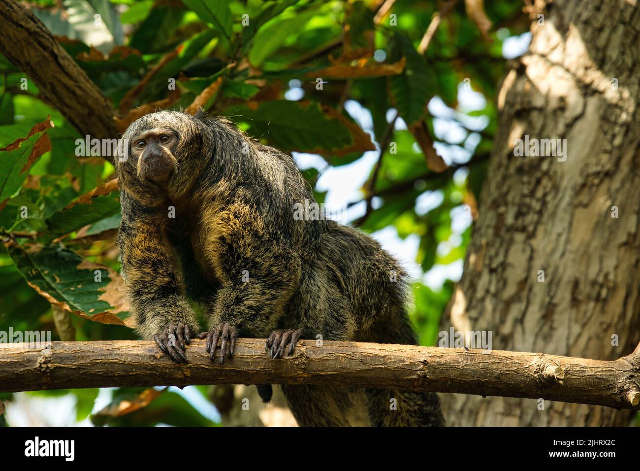 A low angle of a fluffy Monk Saki sitting on a tree branch Stock Photo ...