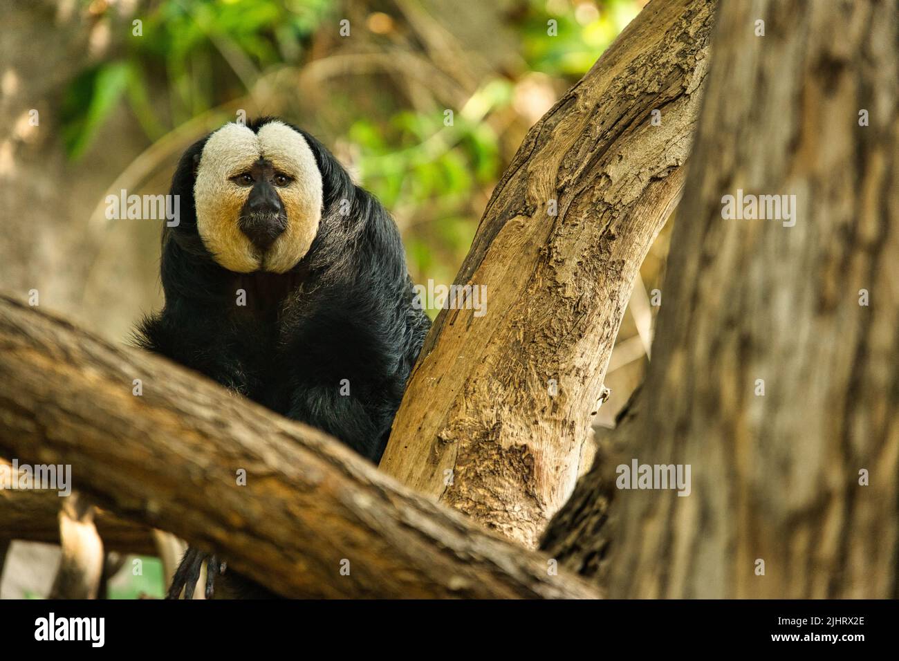 A fluffy white-faced Monk Saki sitting on a tree branch Stock Photo - Alamy