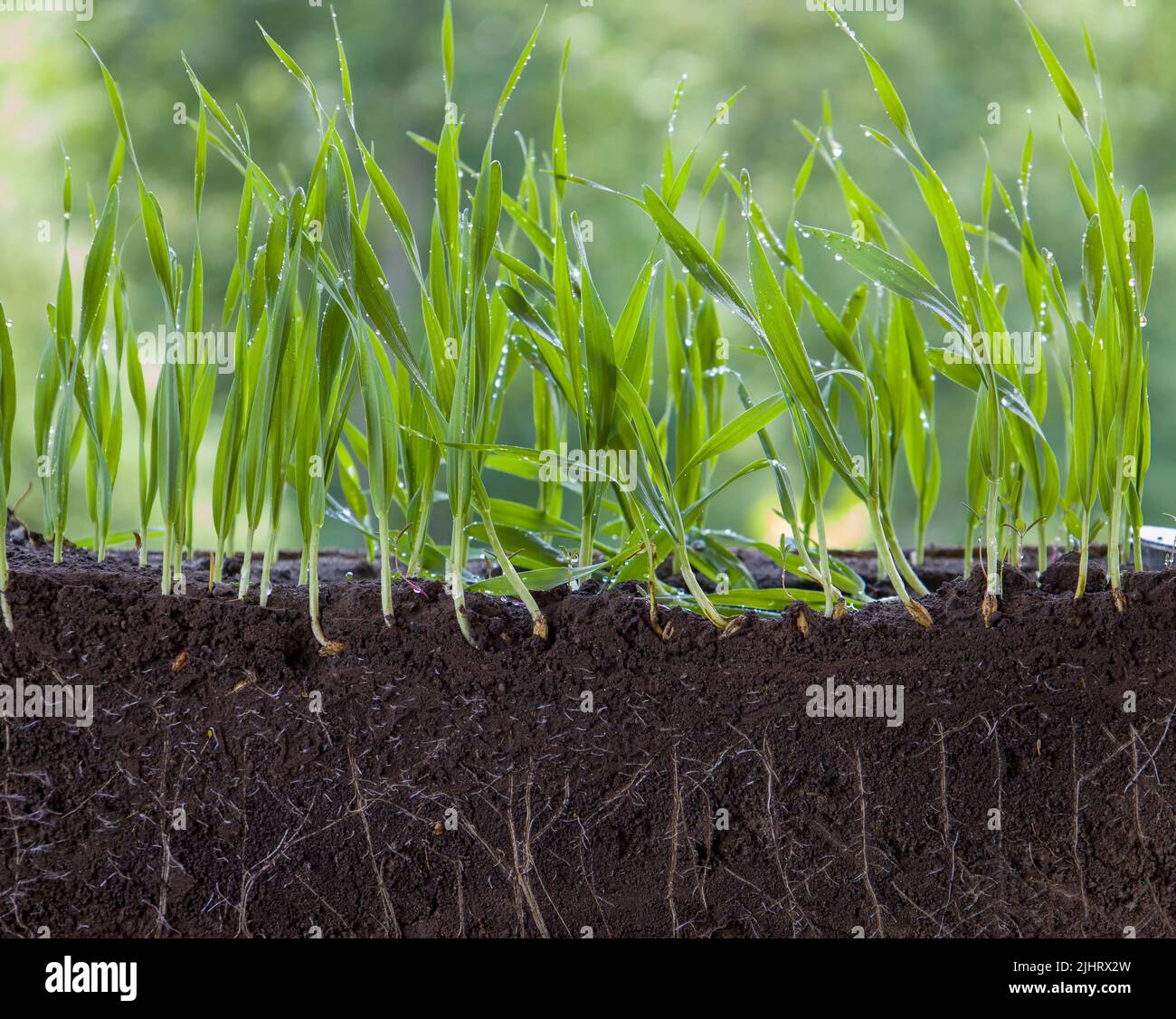 Fresh green barley plants with roots Stock Photo - Alamy