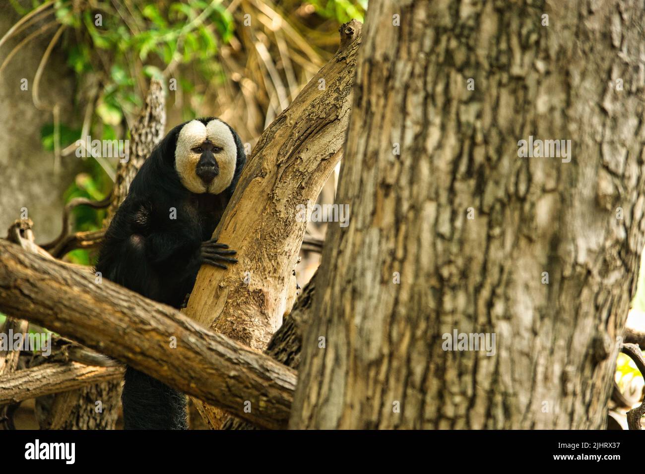 A fluffy white-faced Monk Saki sitting on a tree branch Stock Photo - Alamy