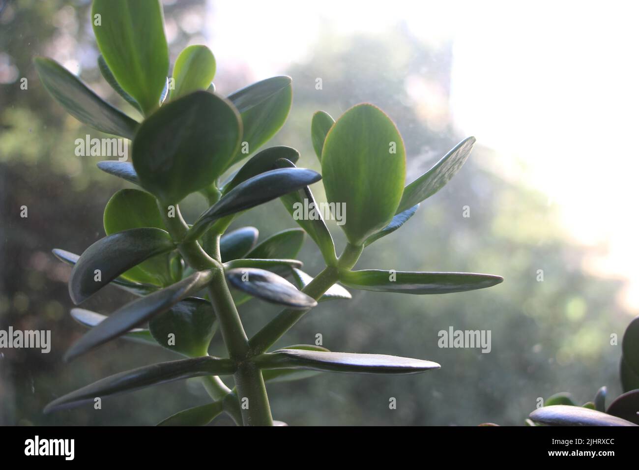 The leaves of crassula under sun light. Homeplants. considered to be ...