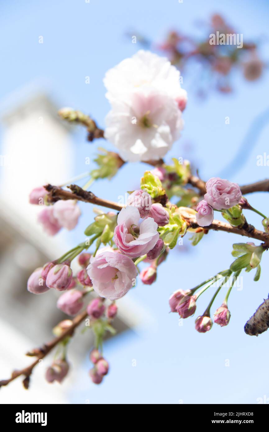 Cherry blossoms at Trinity College in Dublin, Ireland, bloom on a ...