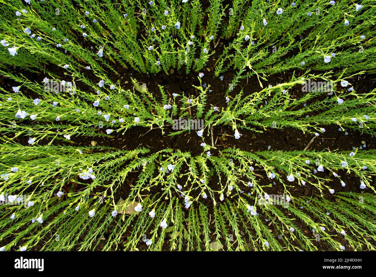 An aerial view of the green plant field Stock Photo - Alamy
