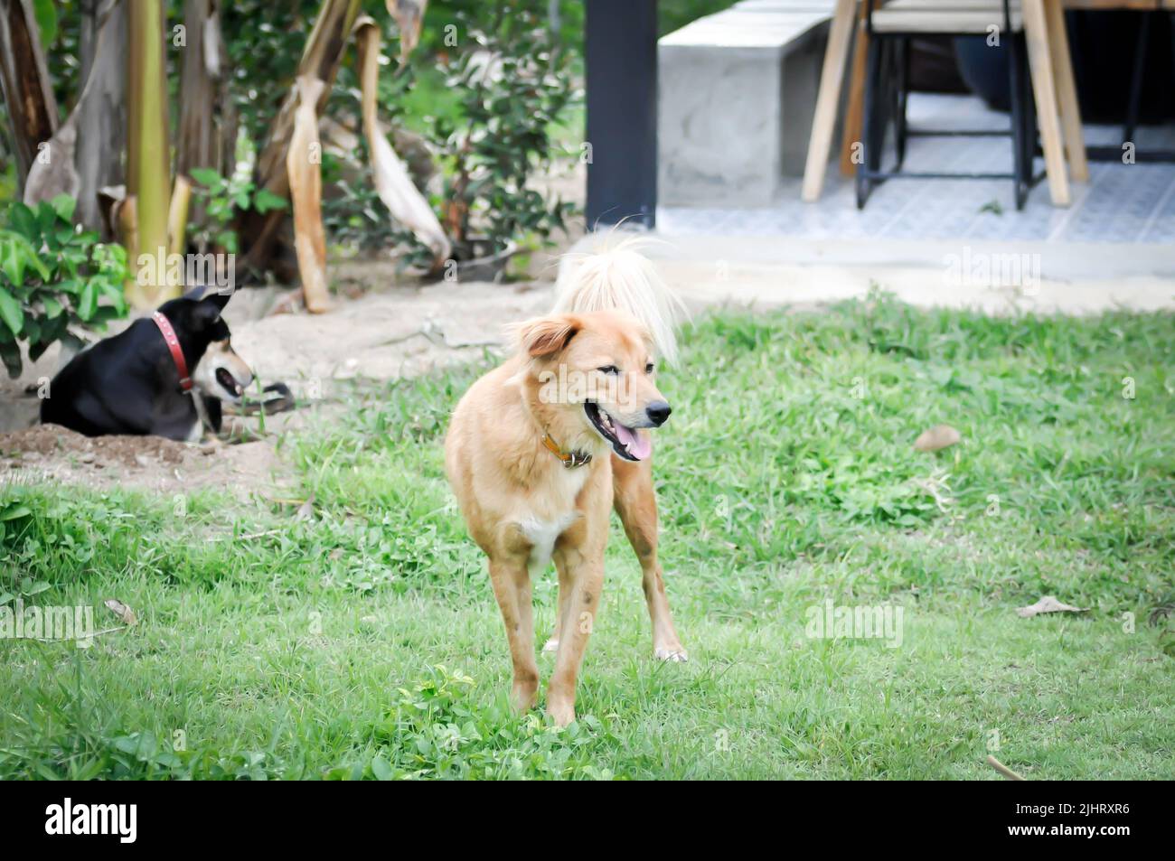 dog at home , two dogs on the floor Stock Photo - Alamy
