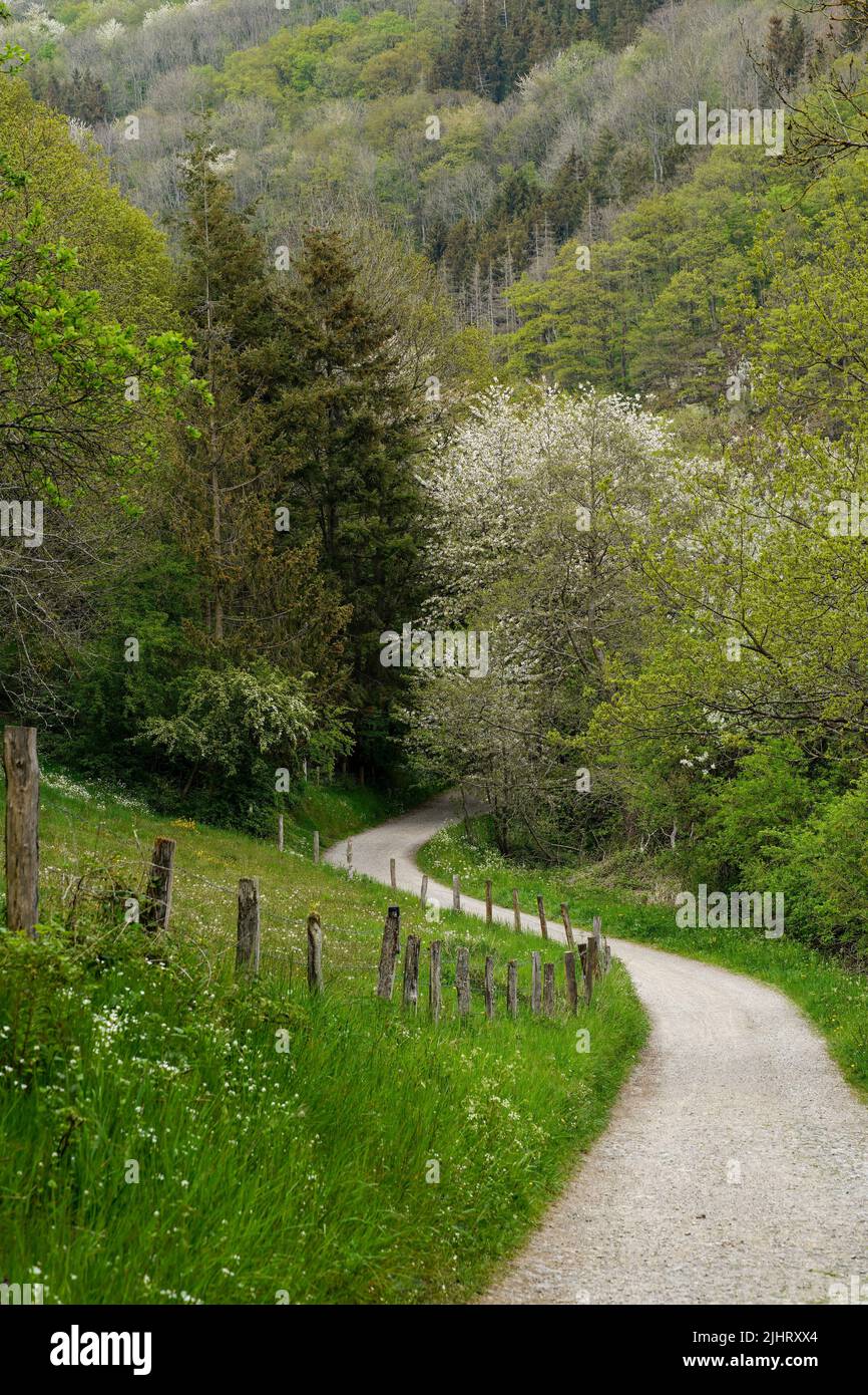 A path winding through a lush green hilly landscape in Eifel National ...