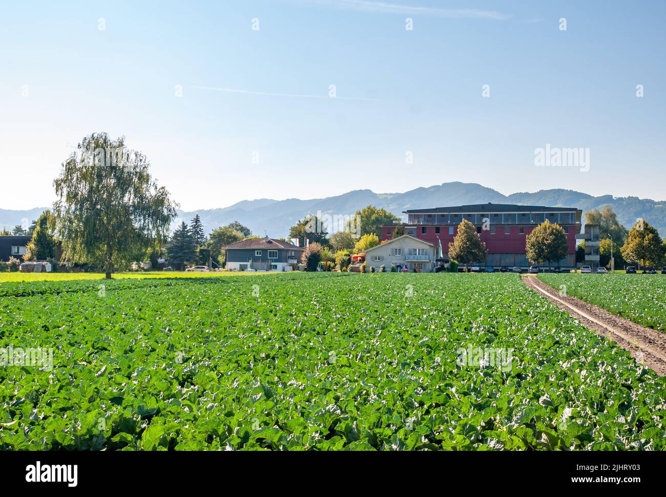 An agricultural field with trees and buildings in the background Stock ...