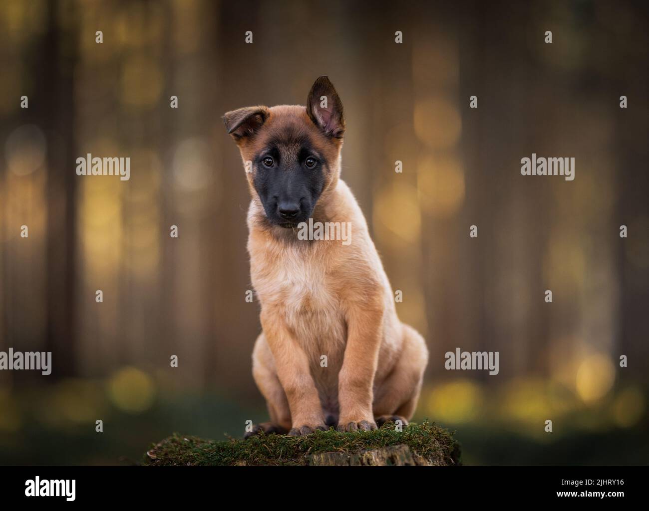 A beautiful puppy of Belgian Shepherd Malinois sitting on trunk with ...