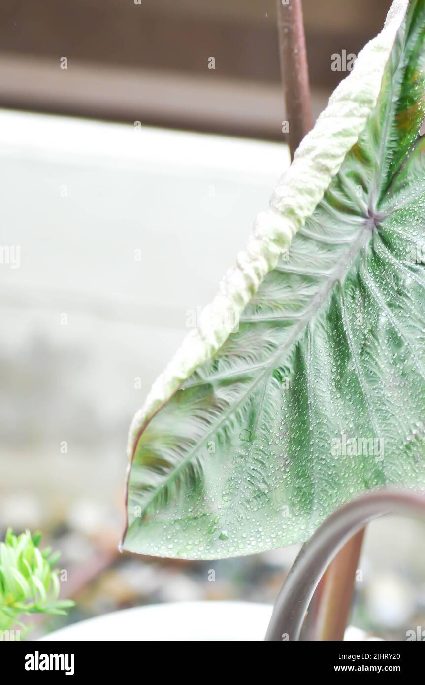 Colocasia and dew drop or Colocasia Diamond Head, diamond head ...