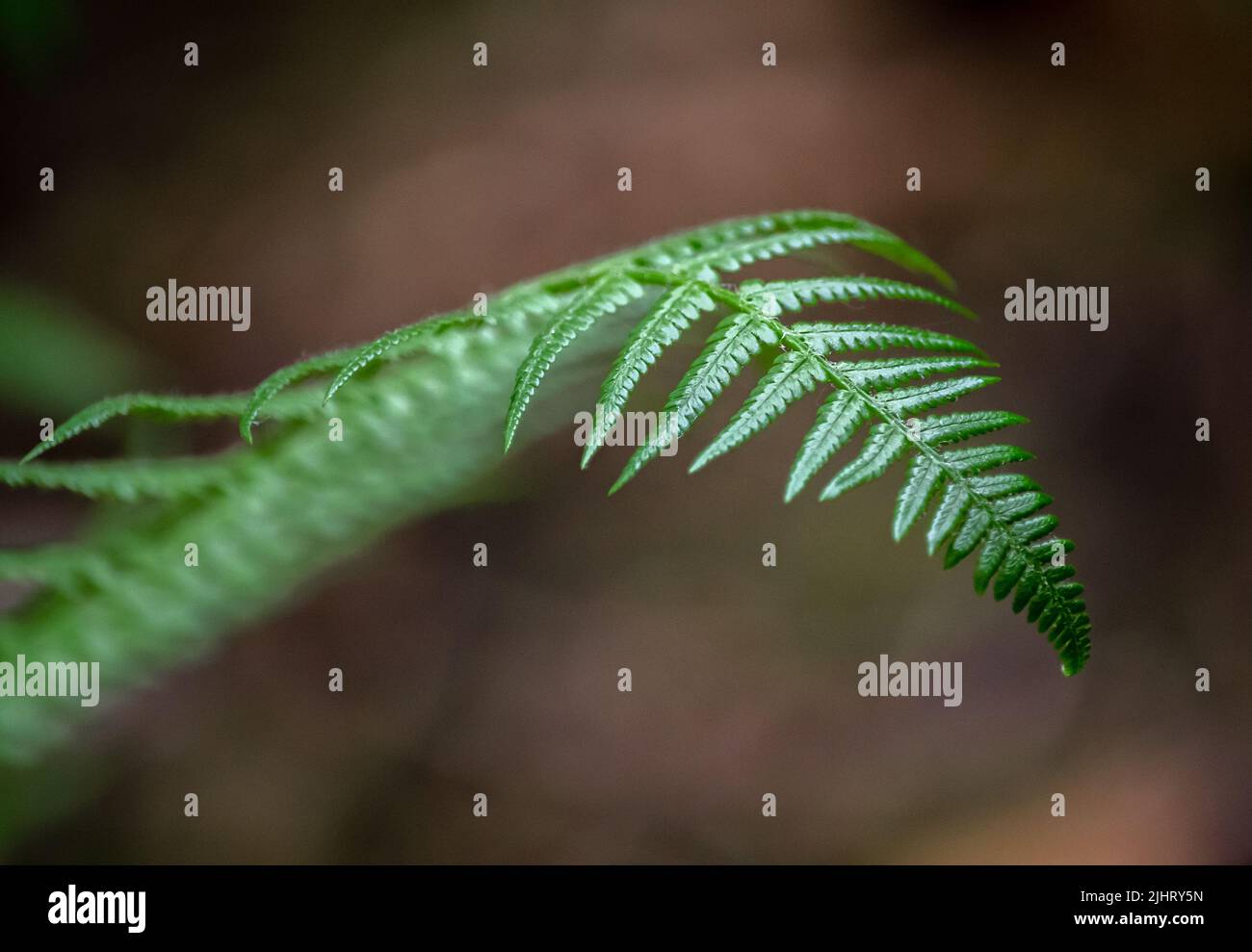 Bending fern leaf hi-res stock photography and images - Alamy