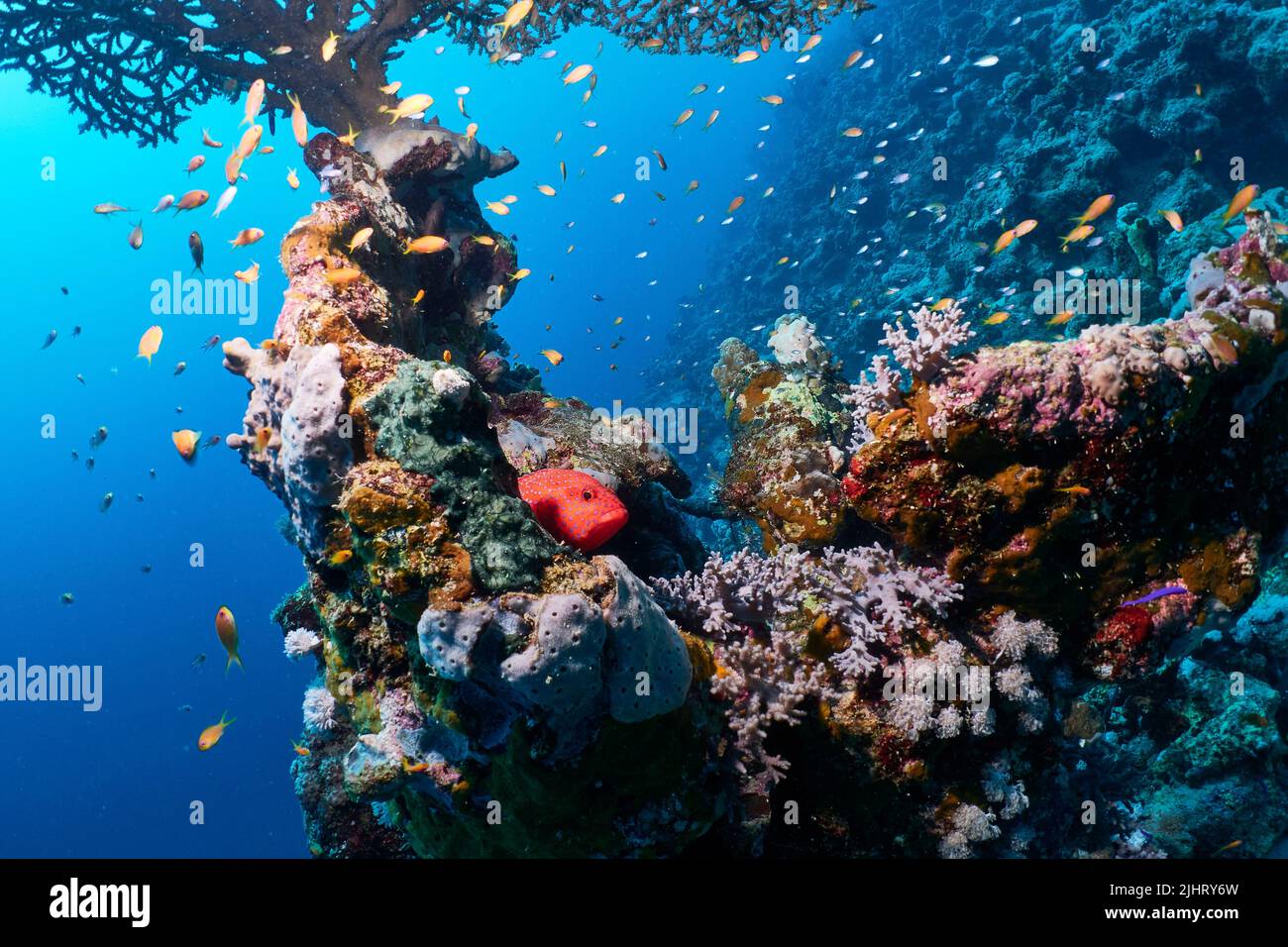 The table coral and jewel perch in Red Sea, Marsa Alam, Egypt Stock ...
