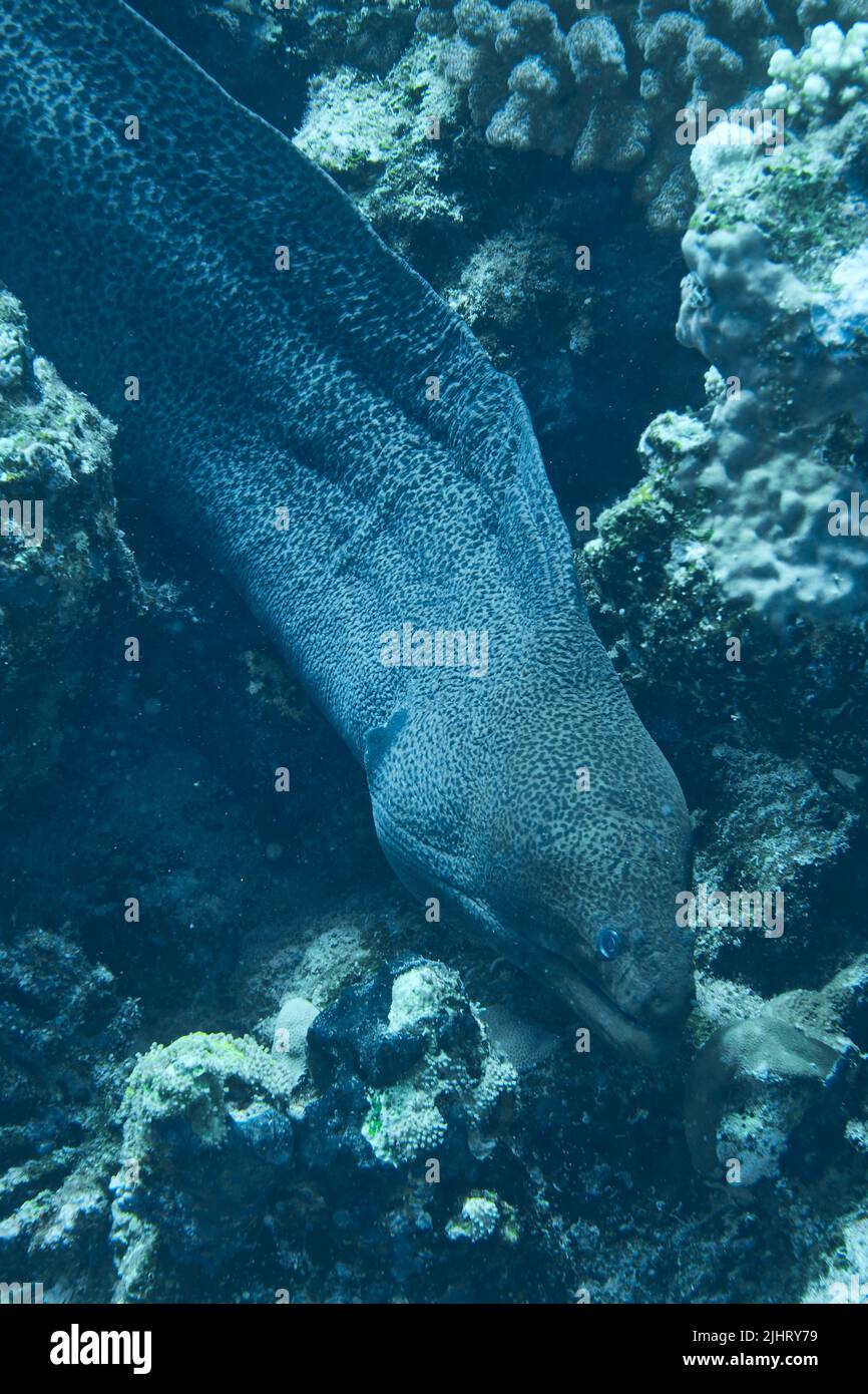 A moray eel in Red Sea, Marsa Alam, Egypt Stock Photo - Alamy