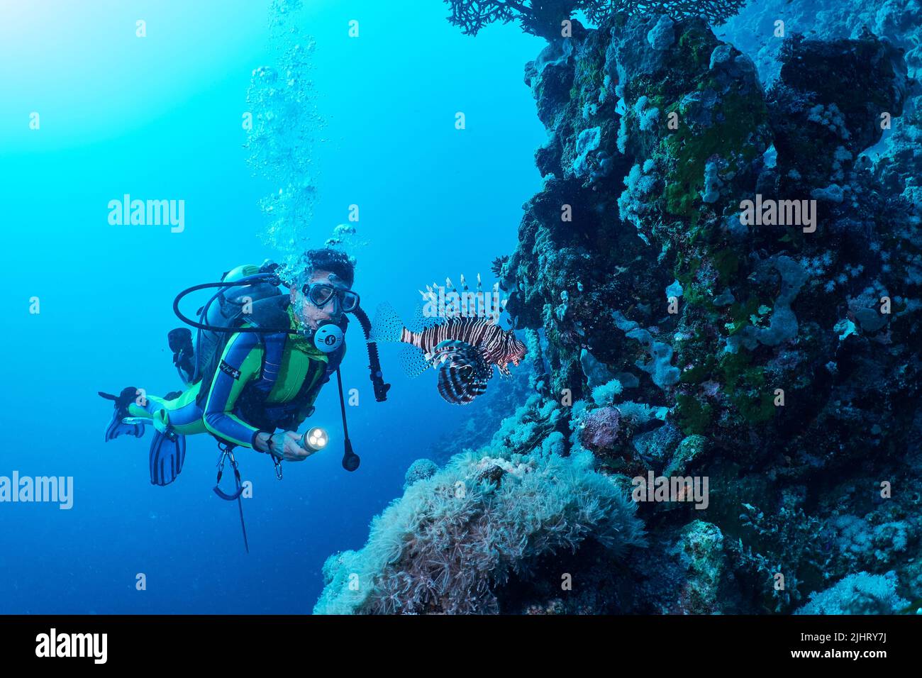 A lion fish and scuba diver in Red Sea, Marsa Alam, Egypt Stock Photo ...