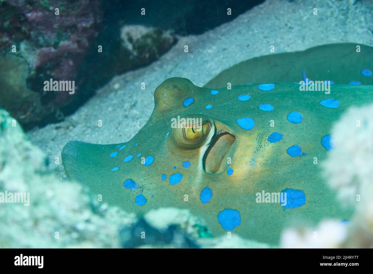 A blue spotted lagoon ray in Red Sea, Marsa Alam, Egypt Stock Photo - Alamy