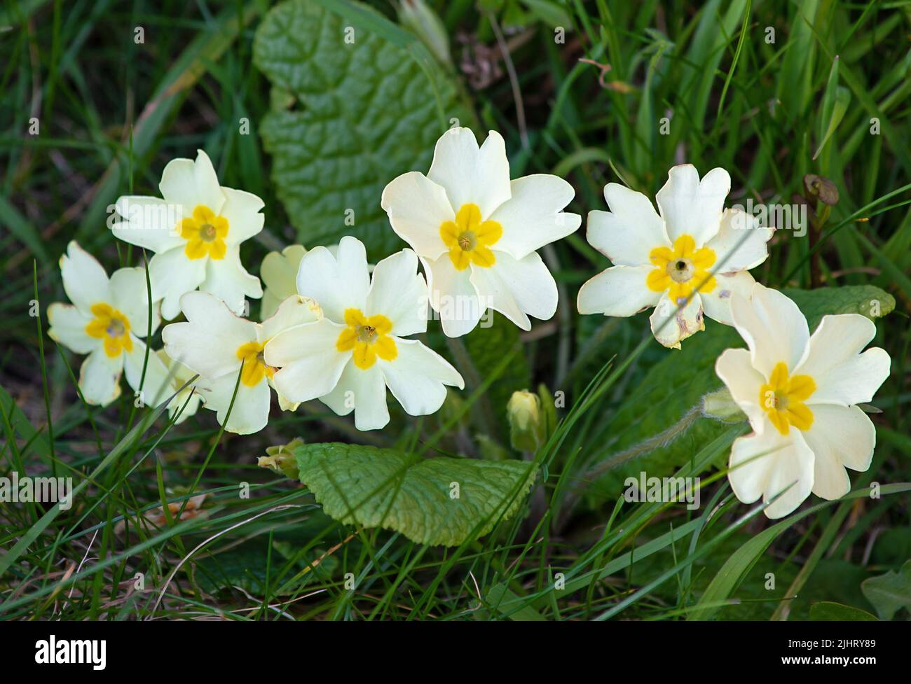 English primroses hi-res stock photography and images - Alamy