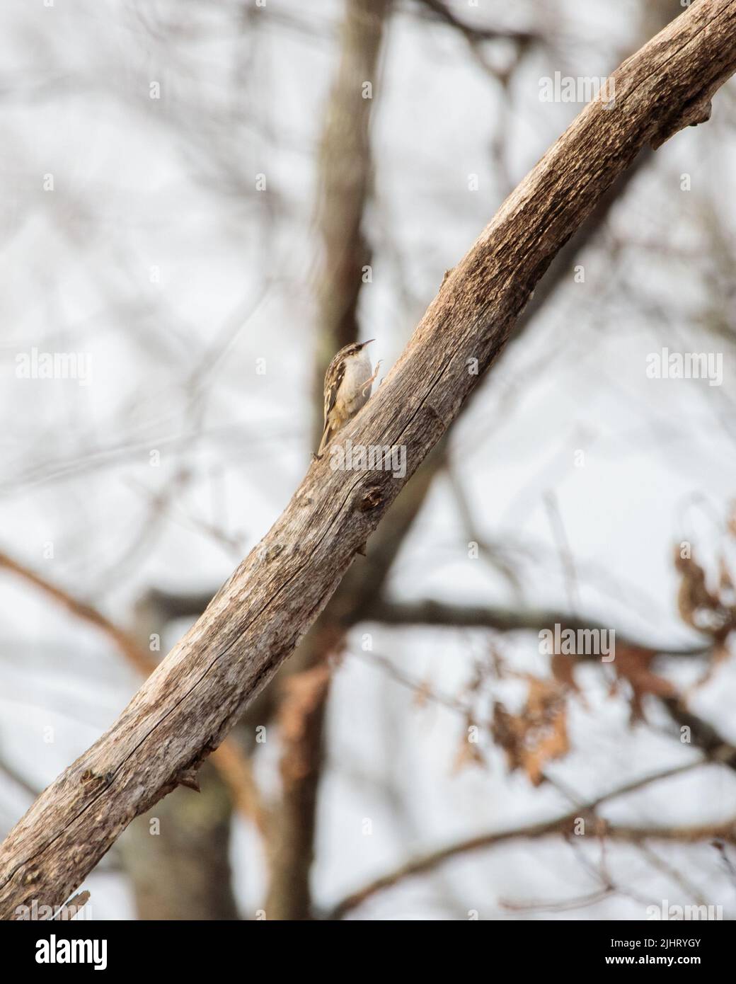 A vertical shot of a brown creeper bird perched on a tree branch Stock ...