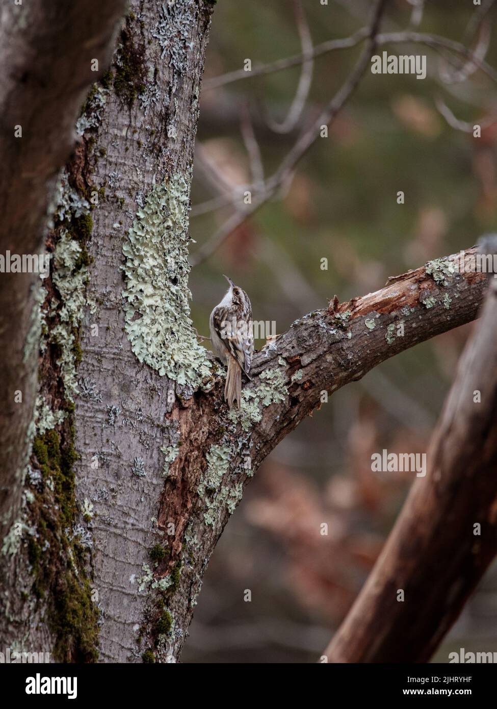 A vertical shot of a brown creeper bird perched on a mossy branch Stock ...