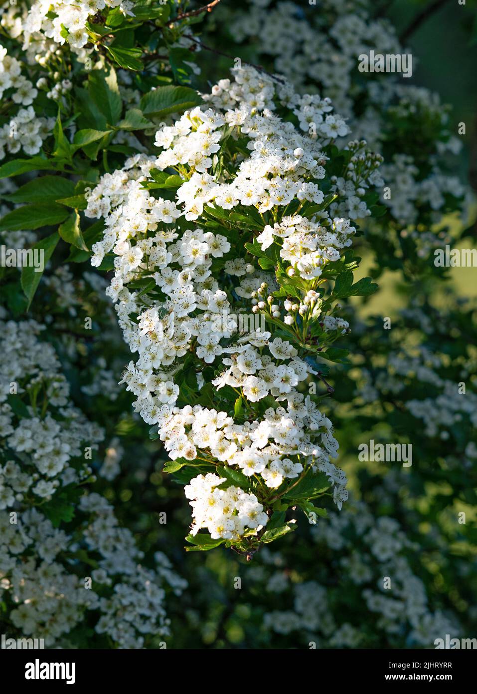 White lilac in full bloom on a bush Stock Photo - Alamy