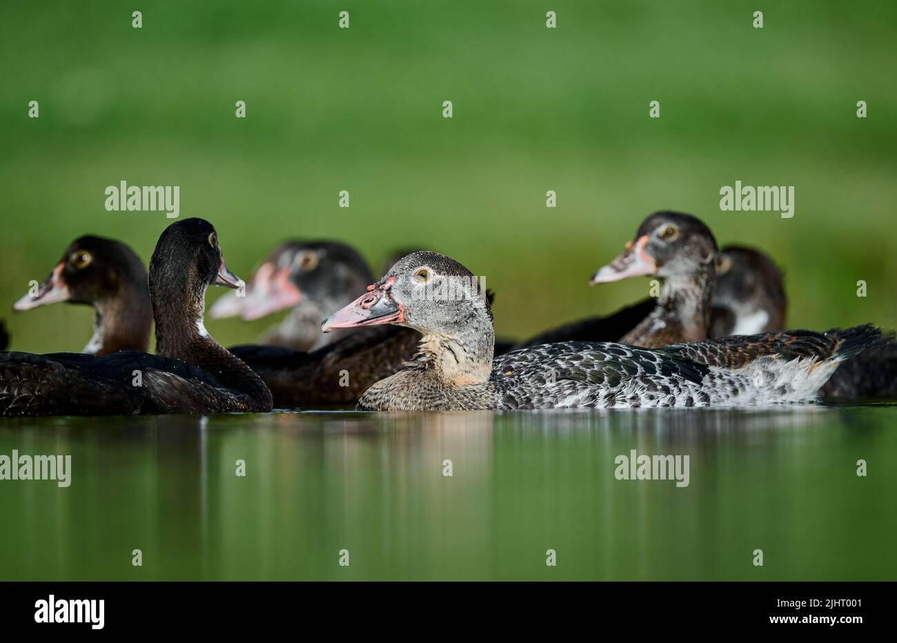 A flock of adorable Muscovy ducks swimming in the pond on blur green ...