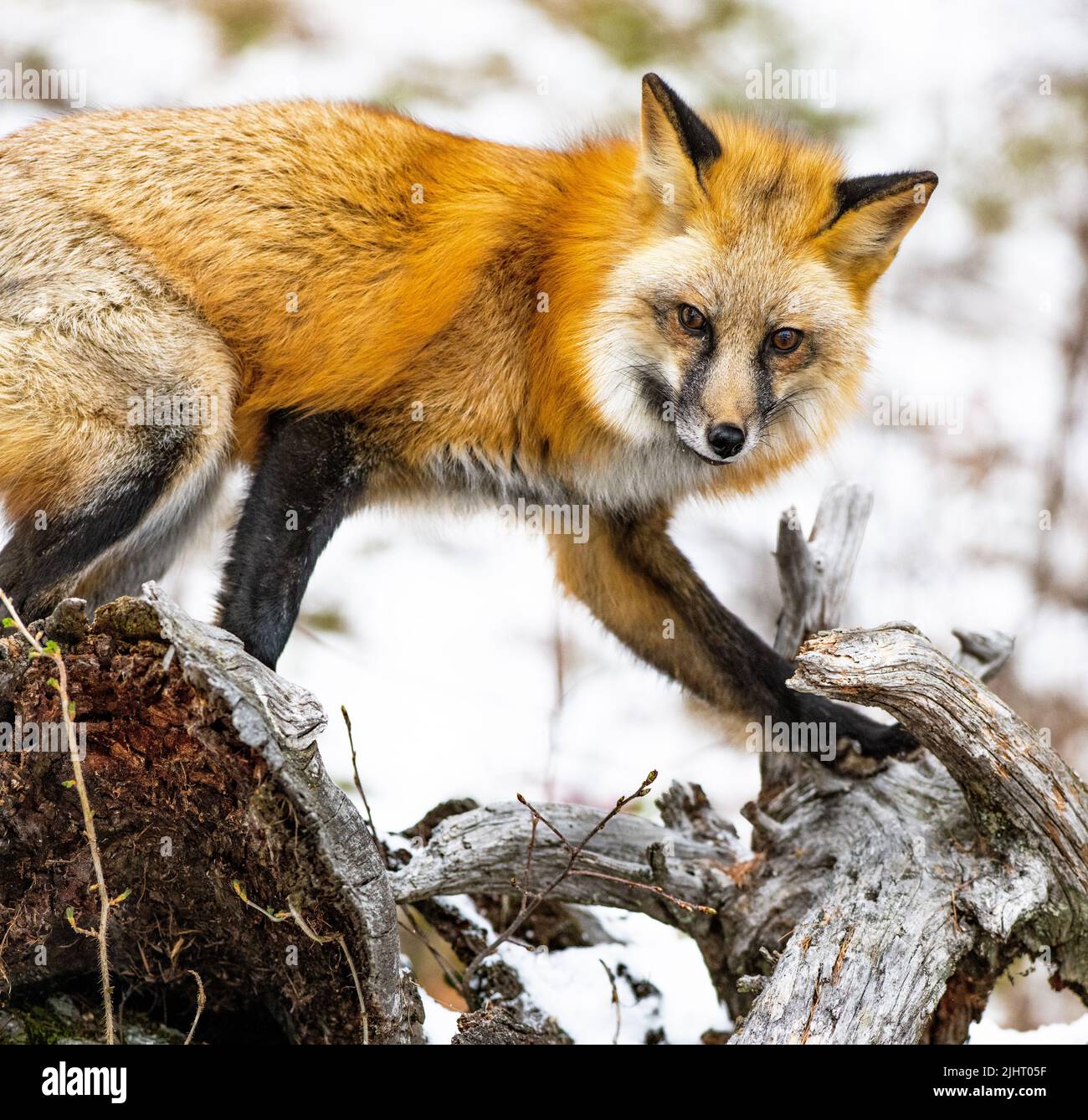 Orange fox hi-res stock photography and images - Alamy