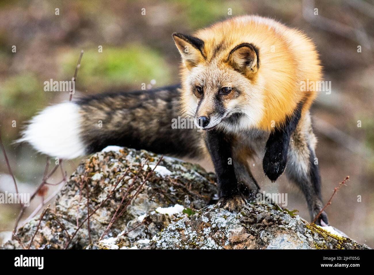 Orange fox hi-res stock photography and images - Alamy