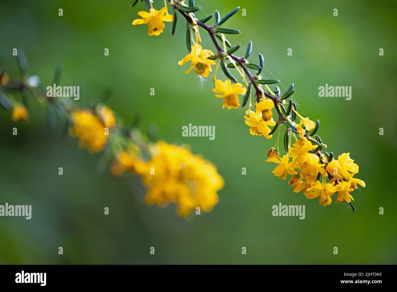 Closeup of sprigs of yellow Aotus ericoides Stock Photo - Alamy