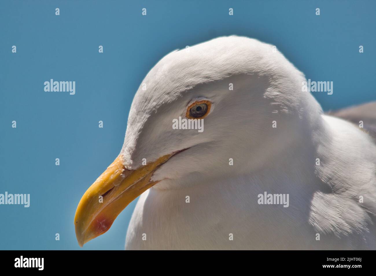 A close-up shot of a white seagull head with a blue sky background ...