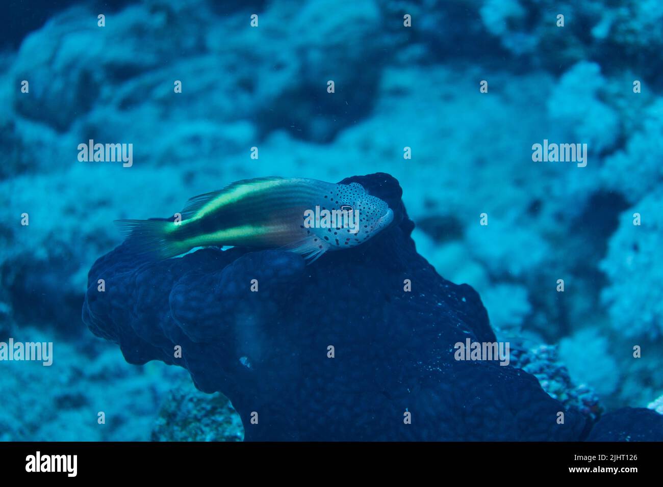 The coral guardian fish sitting on a sponge underwater in the Red Sea ...