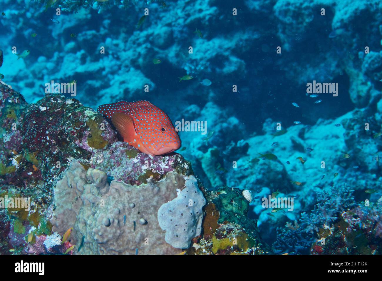 A beautiful shot of jewel perch fish on reefs underwater in the Red Sea ...