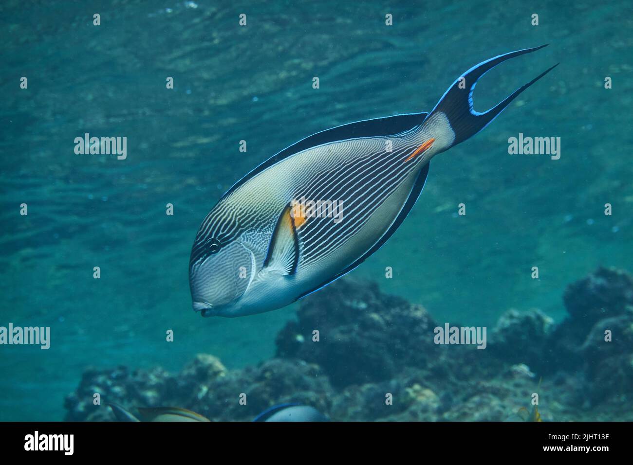 A beautiful shot of surgeon fish underwater in the Red Sea Stock Photo ...