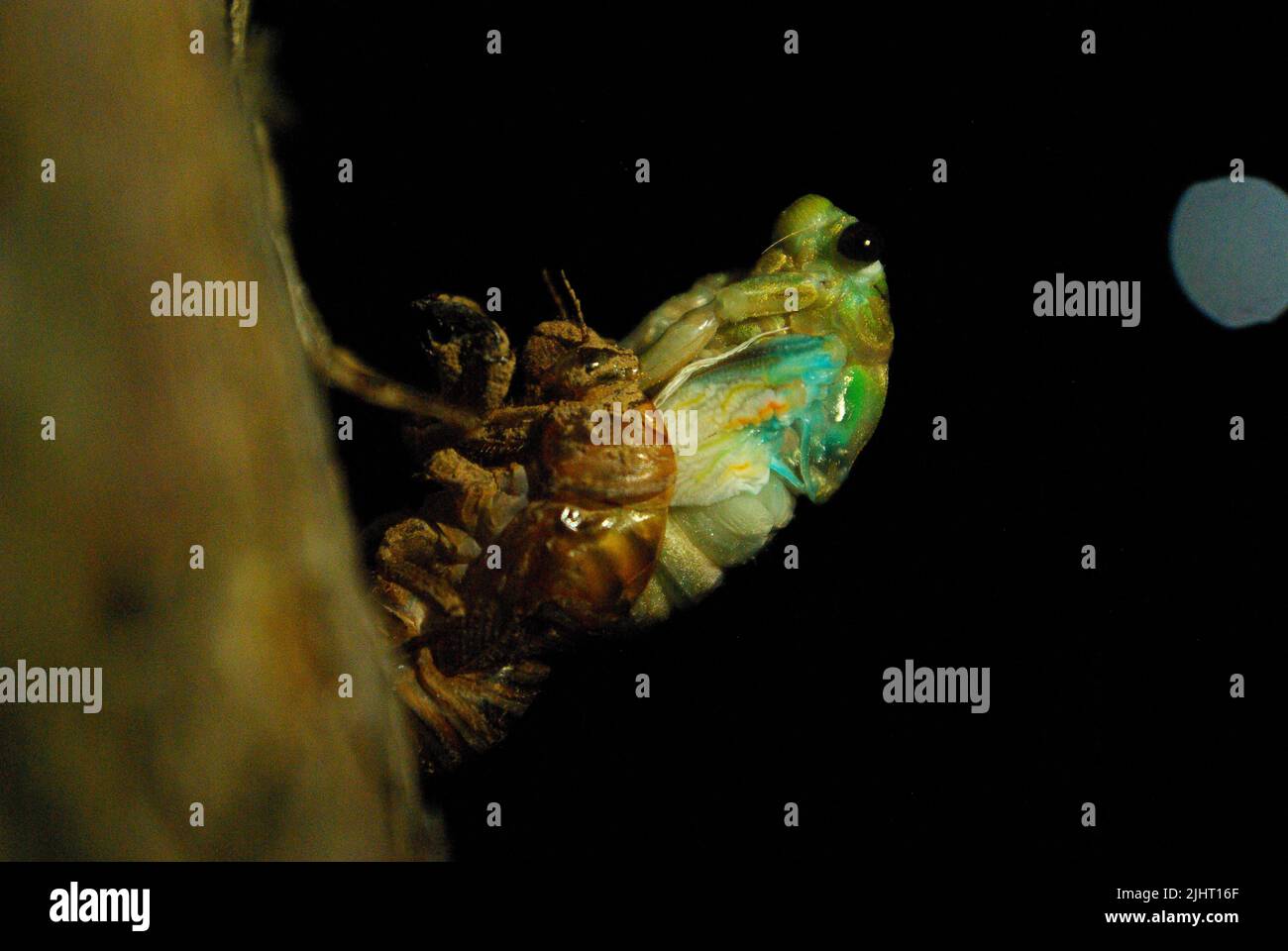 Small cicadas hi-res stock photography and images - Alamy