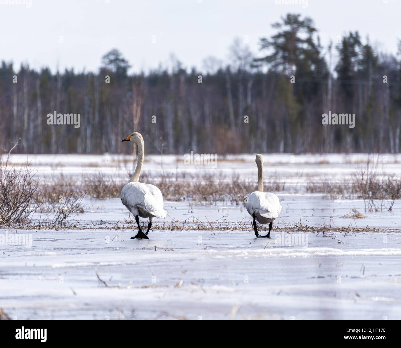 A close-up shot of two swans walking on a field covered in snow Stock ...